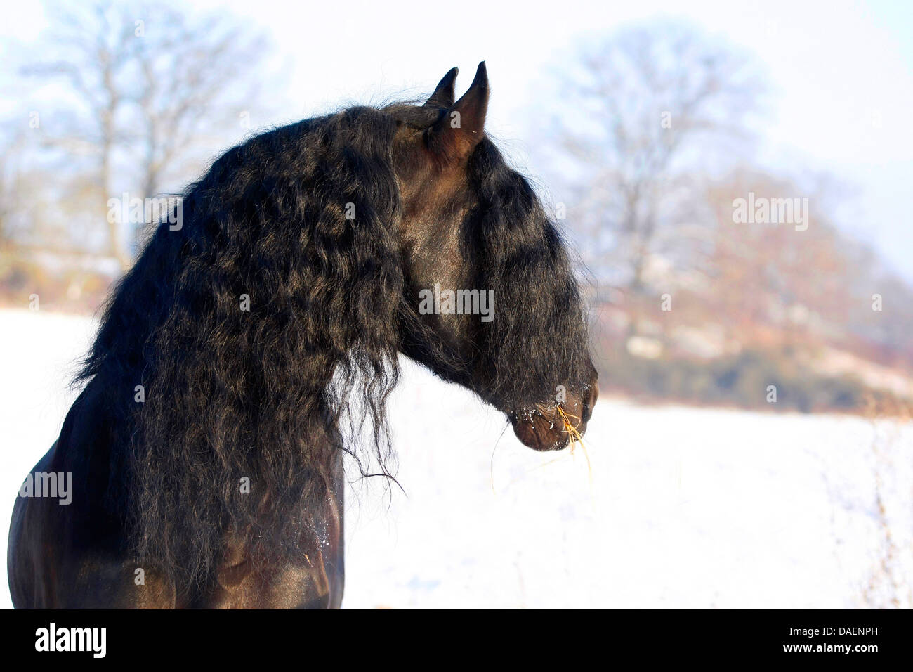 Friesian horse head hi-res stock photography and images - Alamy