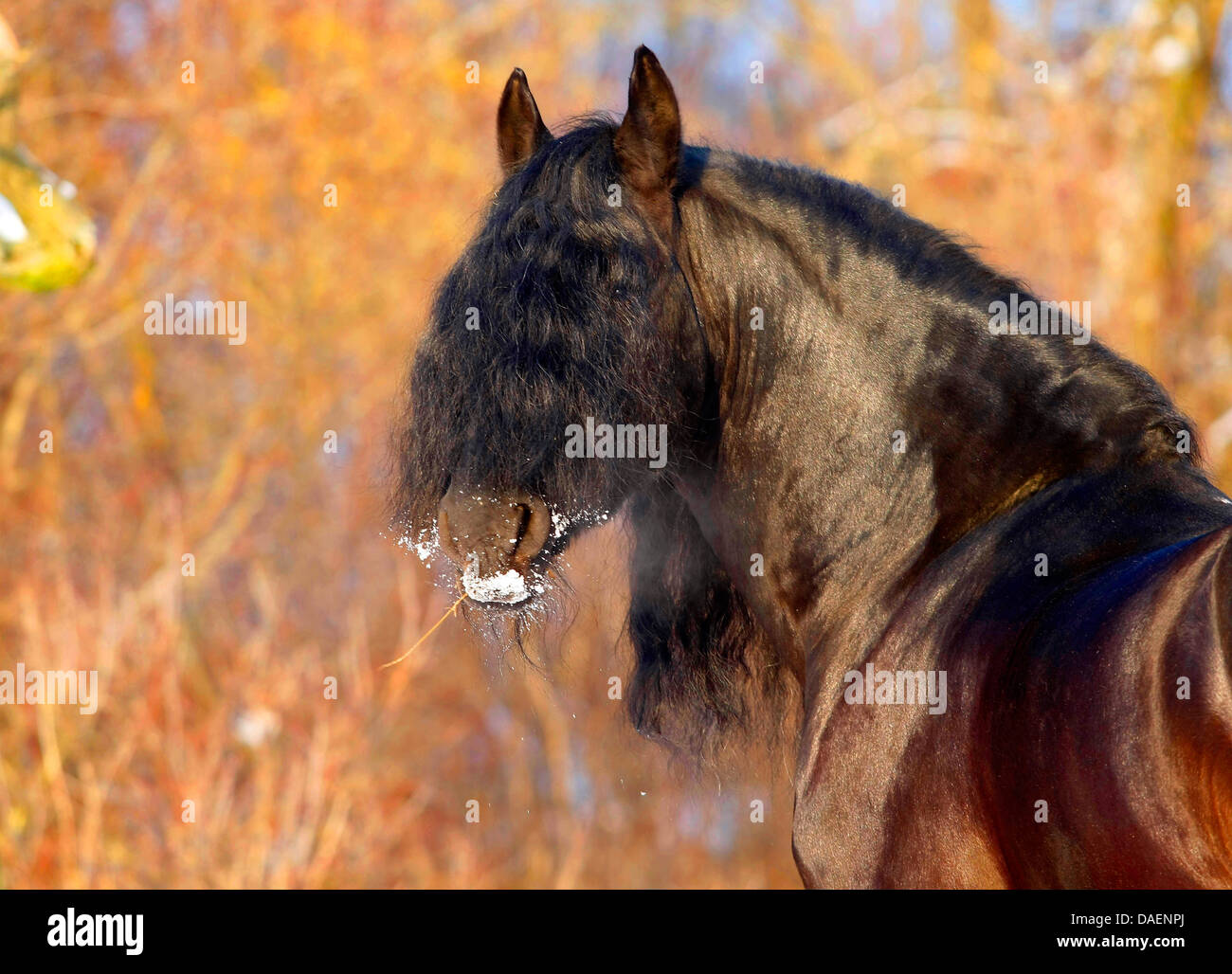 Friesian horse head hi-res stock photography and images - Alamy