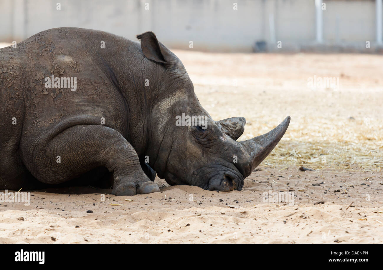Rhino in shade hi-res stock photography and images - Alamy