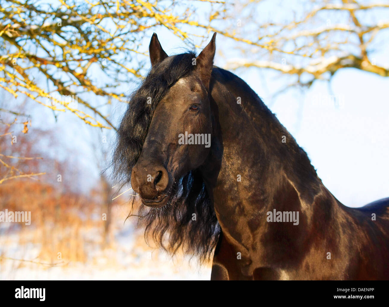 Friesian horse (Equus przewalskii f. caballus), stallion in winter on a ...