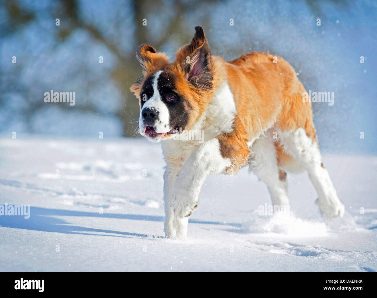 Saint Bernard Dog (Canis lupus f. familiaris), whelp running through ...
