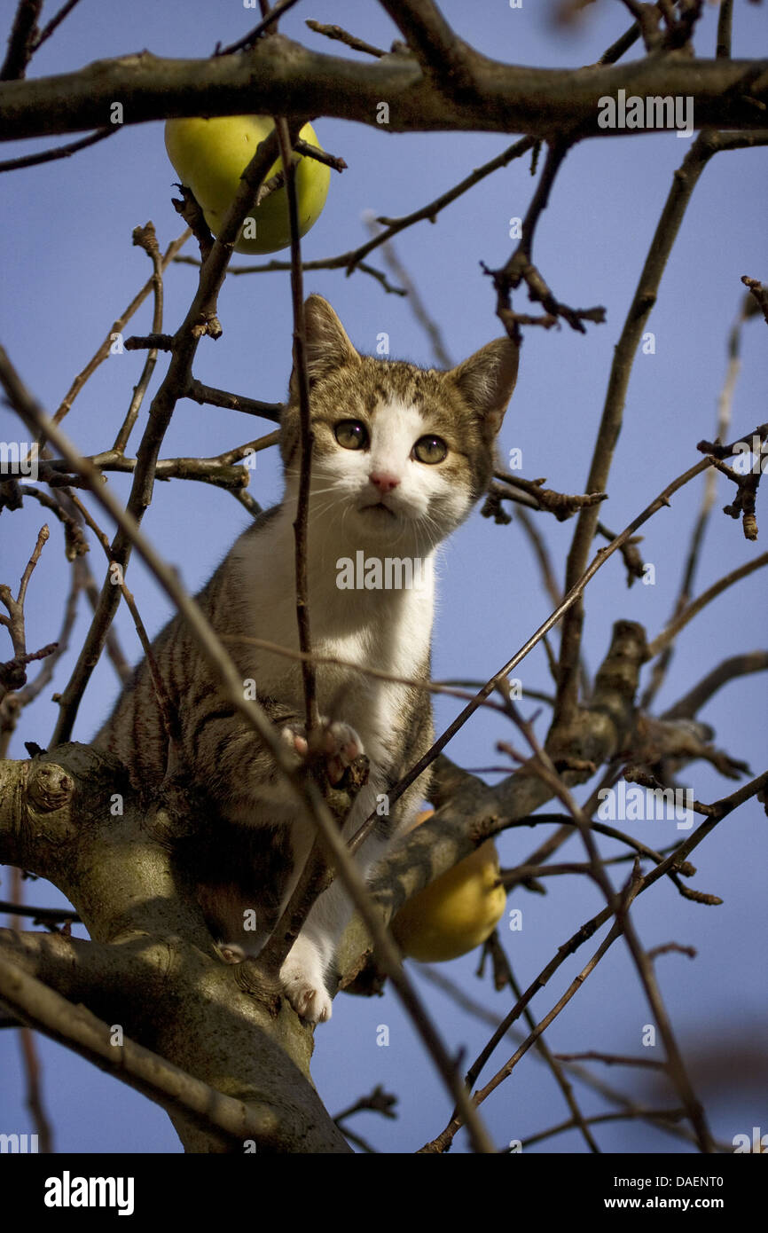 Cat in apple tree hi-res stock photography and images - Alamy
