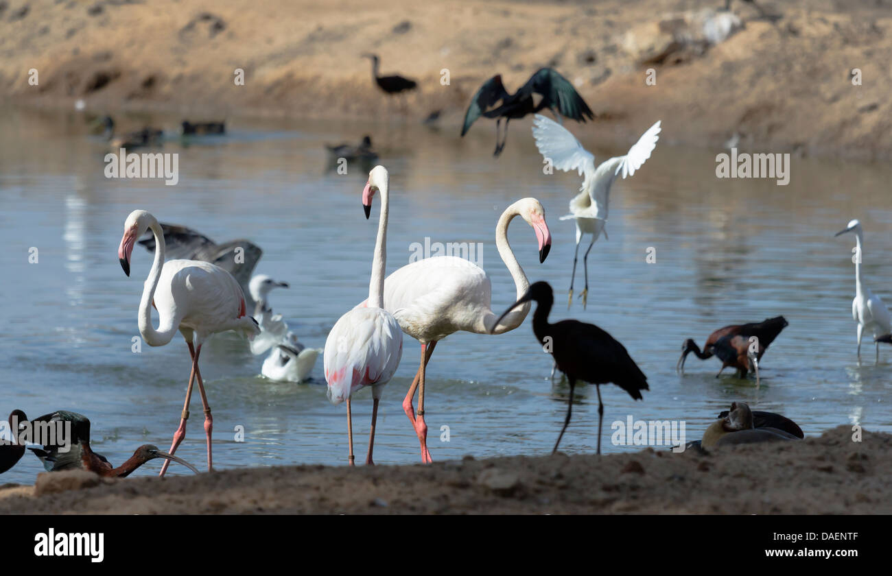 Pink herons hi-res stock photography and images - Alamy