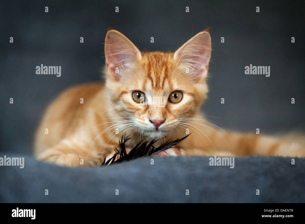 domestic cat, house cat (Felis silvestris f. catus), red striped kitten ...