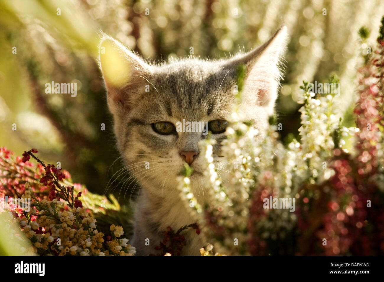 Common Heather, Ling, Heather (Calluna vulgaris), kitten sitting ...