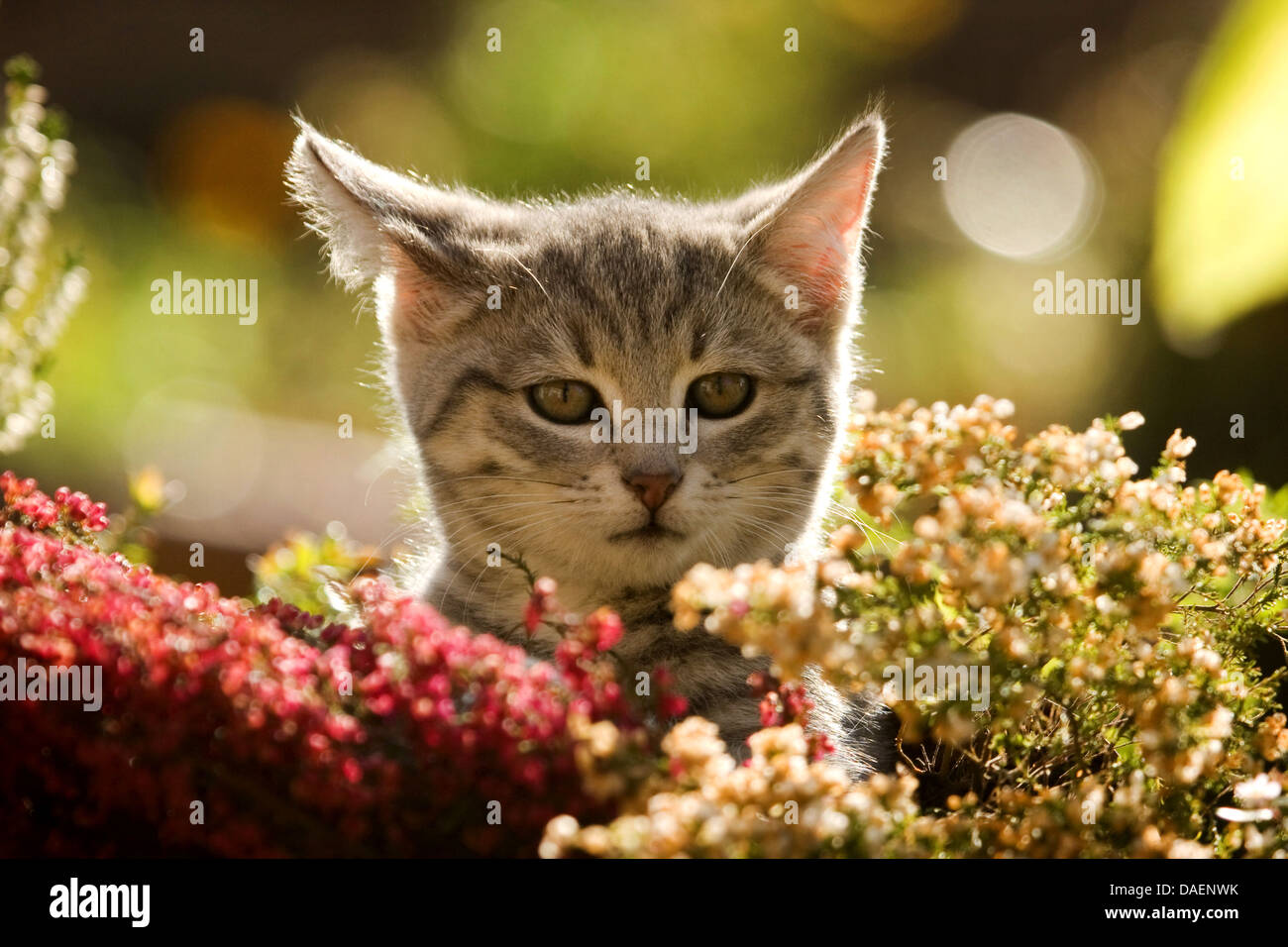 Common Heather, Ling, Heather (Calluna vulgaris), kitten sitting ...