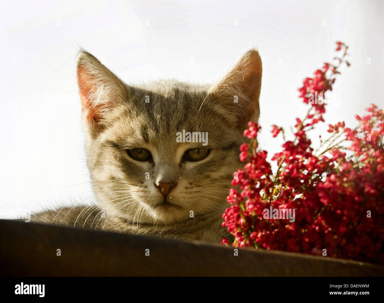 Common Heather, Ling, Heather (Calluna vulgaris), kitten sitting ...