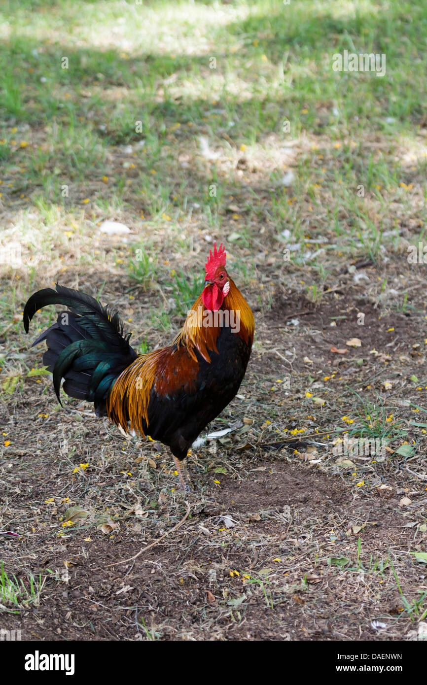 Rooster with red crest on the grass Stock Photo - Alamy