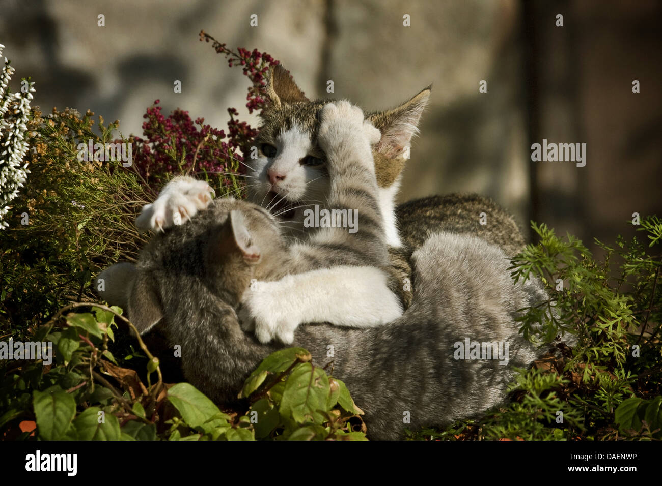 Two cats fighting hi-res stock photography and images - Alamy