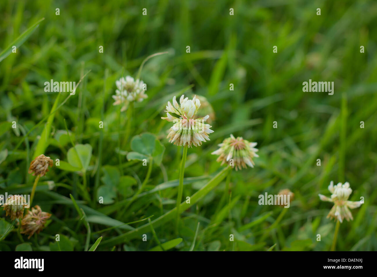 Clover, Trifolium, trefoil flowers in grass Stock Photo - Alamy