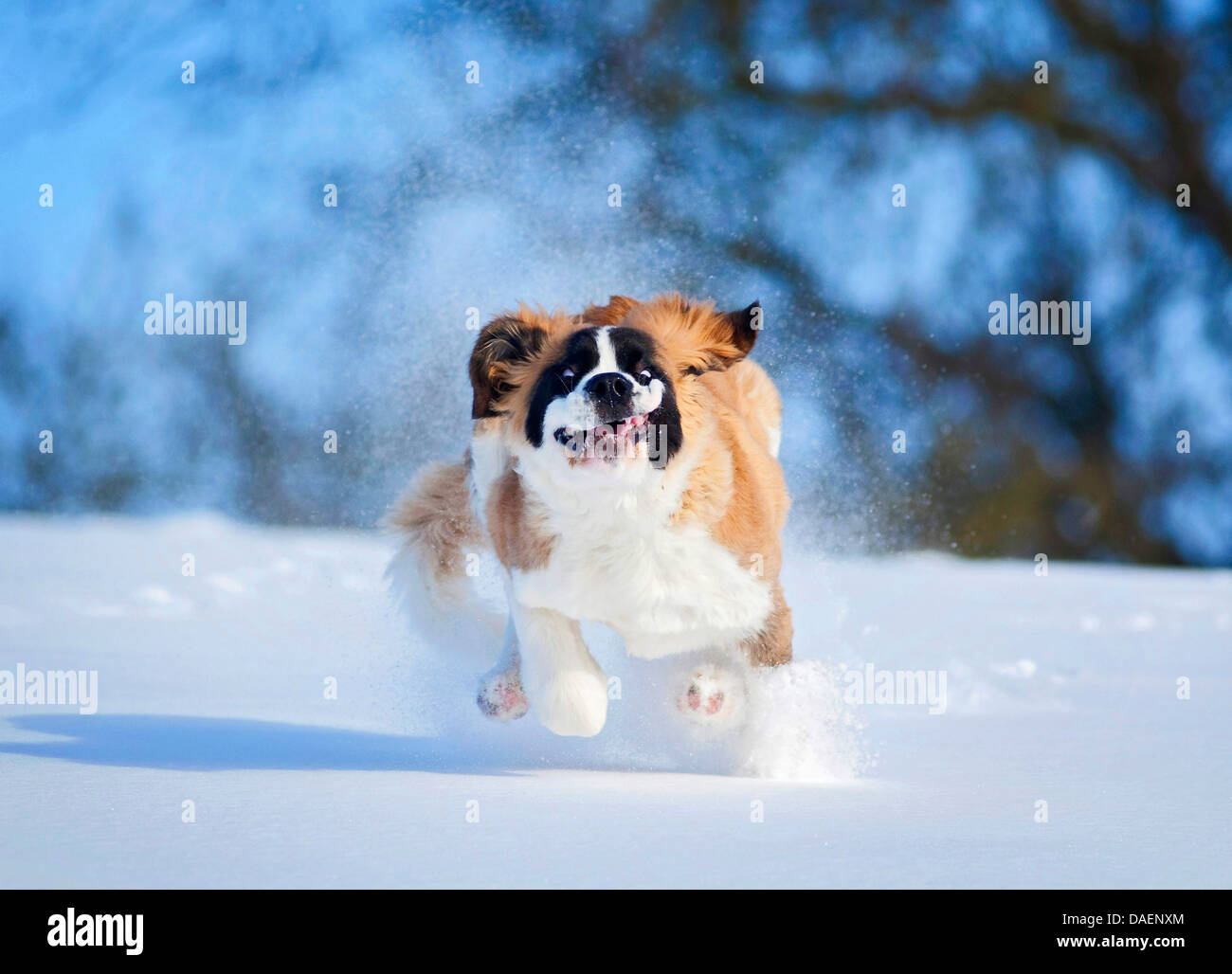 Saint Bernard Dog (Canis lupus f. familiaris), whelp running over a ...