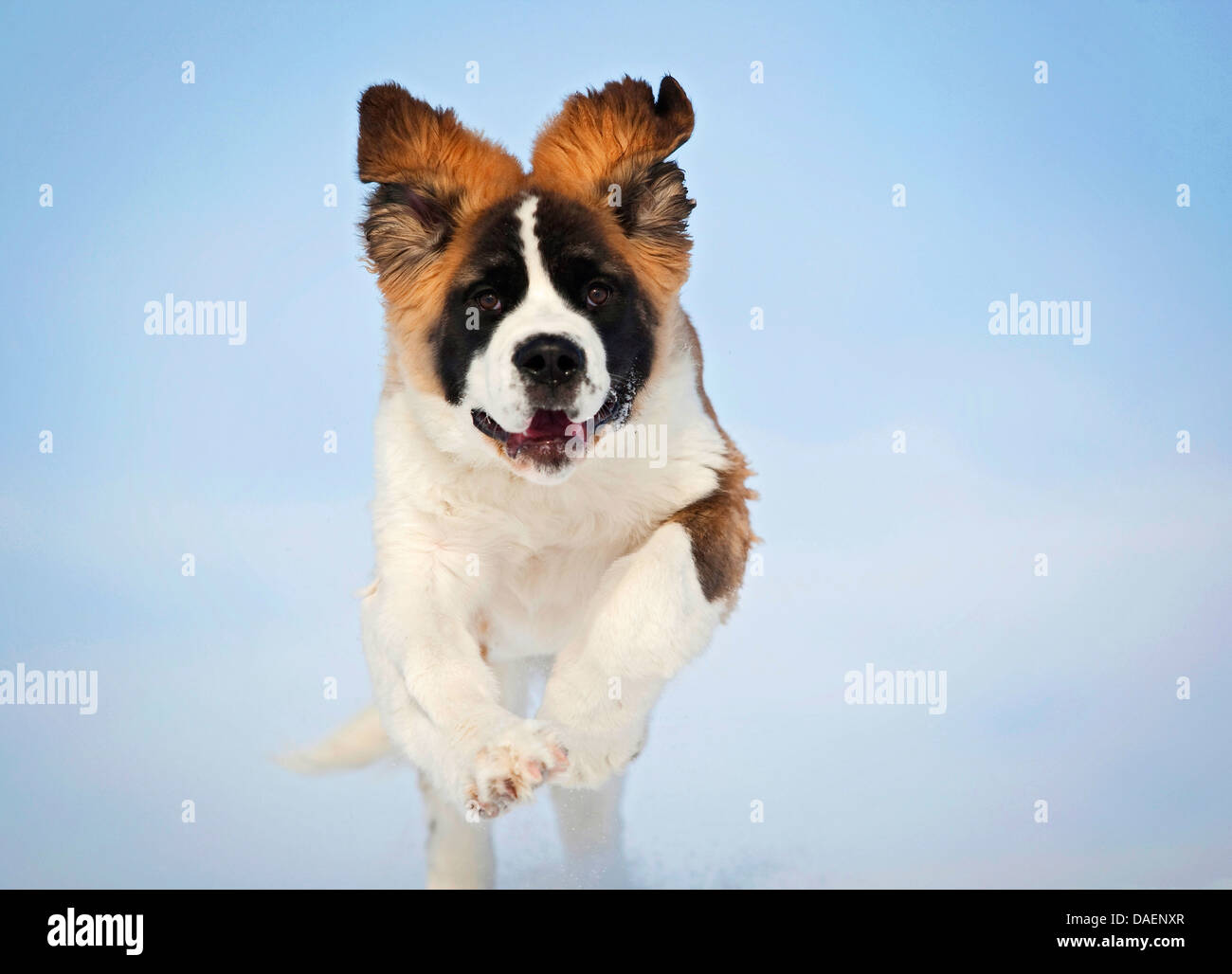 Saint Bernard Dog (Canis lupus f. familiaris), whelp running over a ...