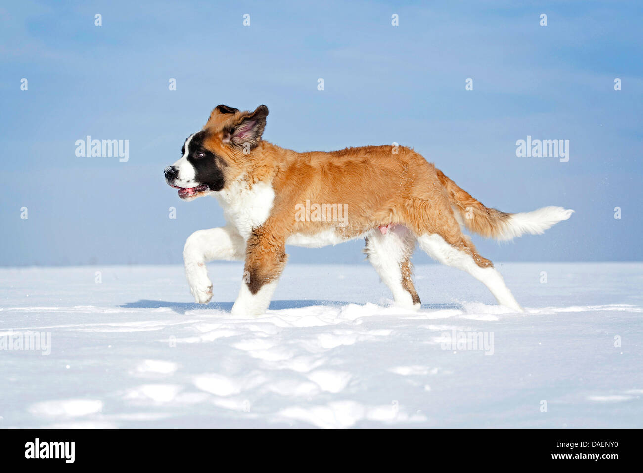 Saint bernard dogs in snow hi-res stock photography and images - Alamy
