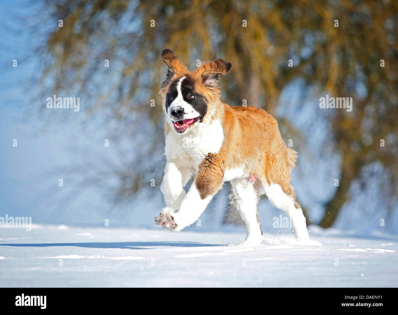 Saint Bernard Dog (Canis lupus f. familiaris), whelp running through ...