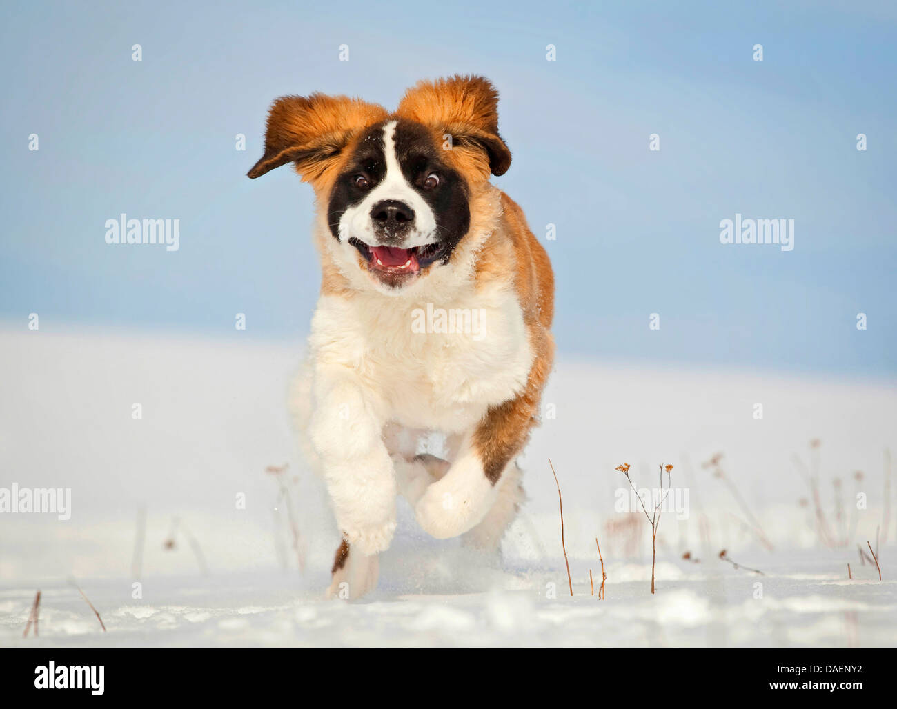 Saint bernard dog hi-res stock photography and images - Alamy