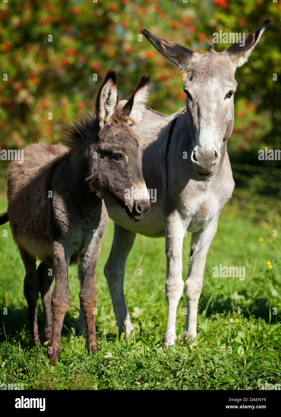 Donkey team hi-res stock photography and images - Alamy