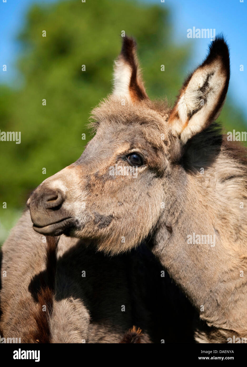 domestic donkey (Equus asinus f. asinus), portrait of a foal, Germany ...