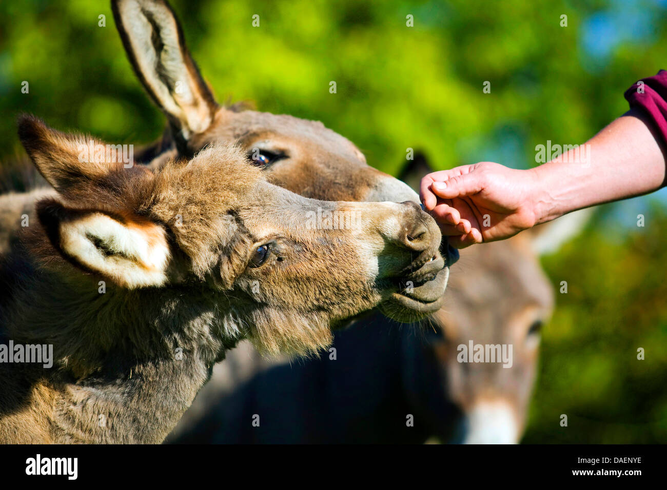 Very gentle donkey hi-res stock photography and images - Alamy