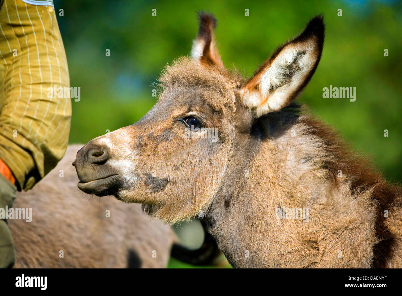Sniffing curiously at an arm hi-res stock photography and images - Alamy