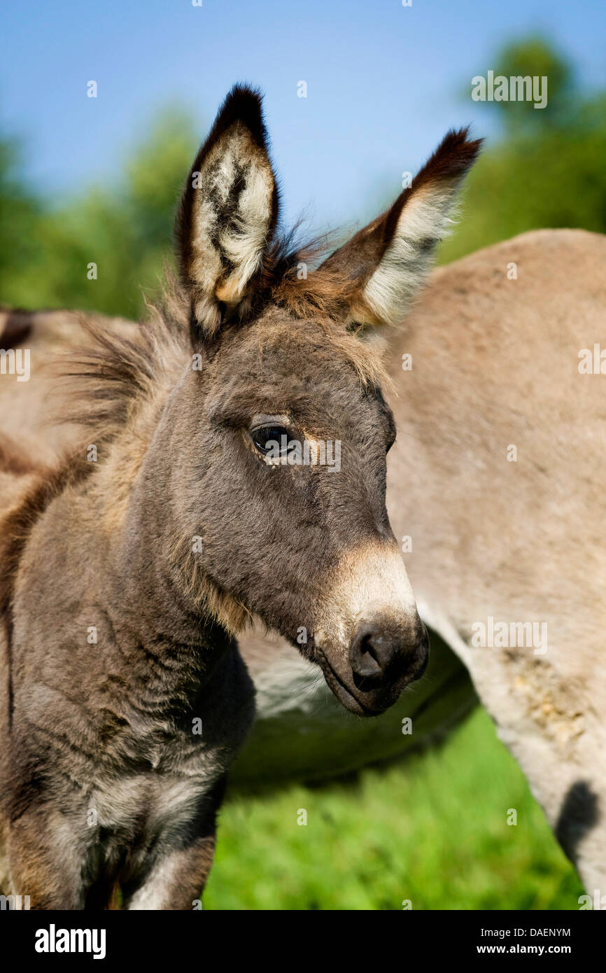 domestic donkey (Equus asinus f. asinus), portrait of a foal, Germany ...