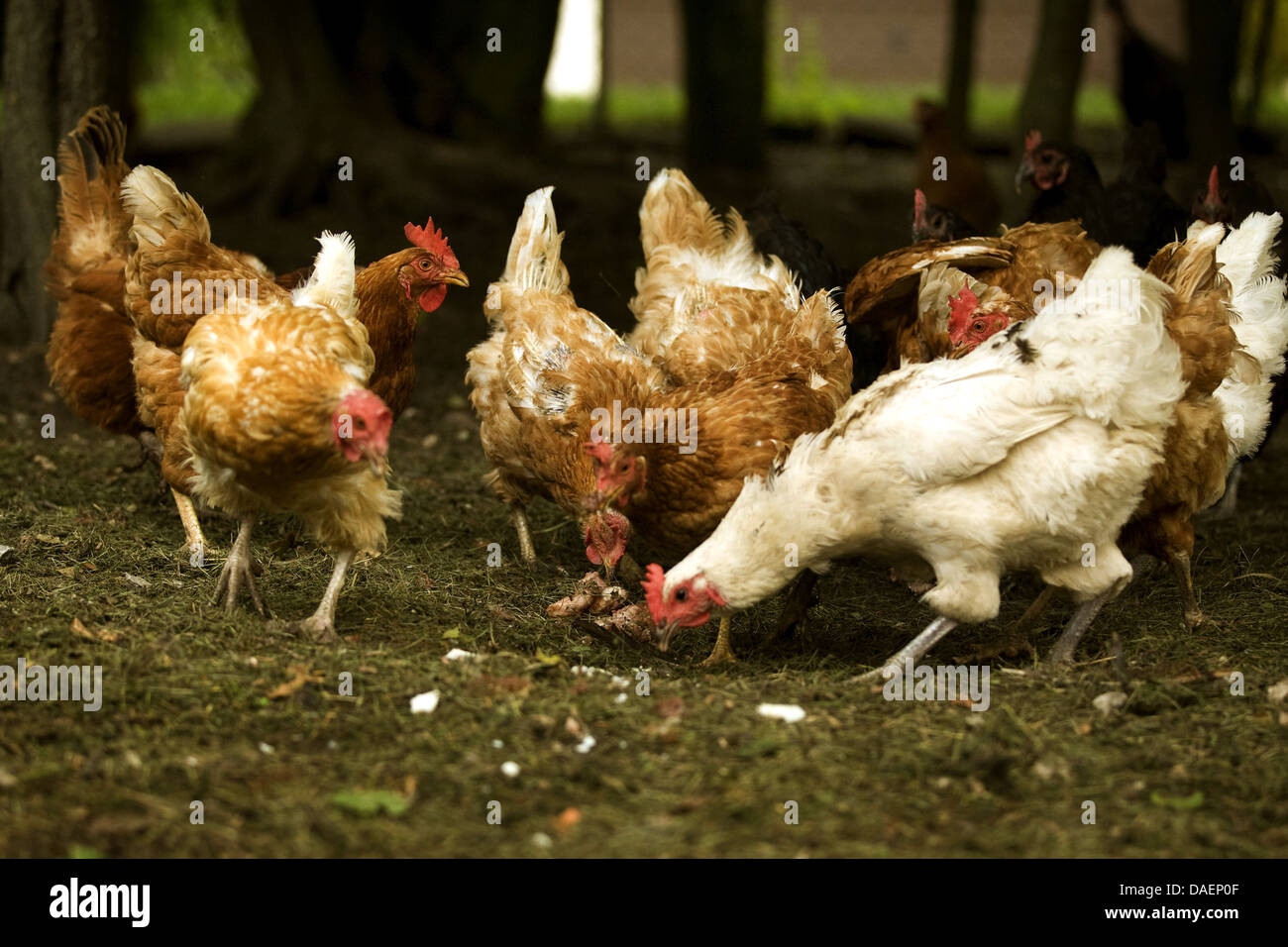 domestic fowl (Gallus gallus f. domestica), free-range chickens pawing ...