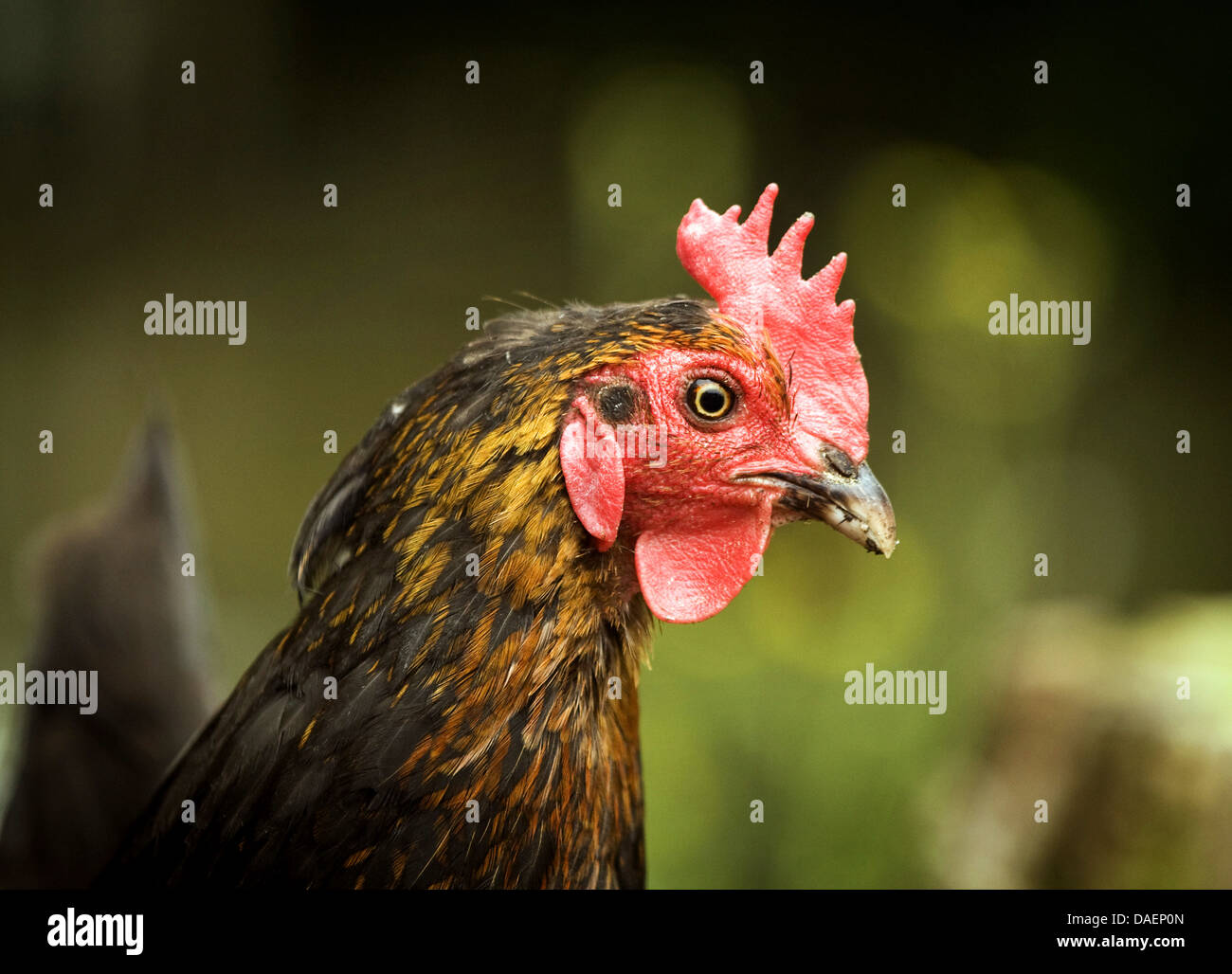 domestic fowl (Gallus gallus f. domestica), portrait of a black-brown ...