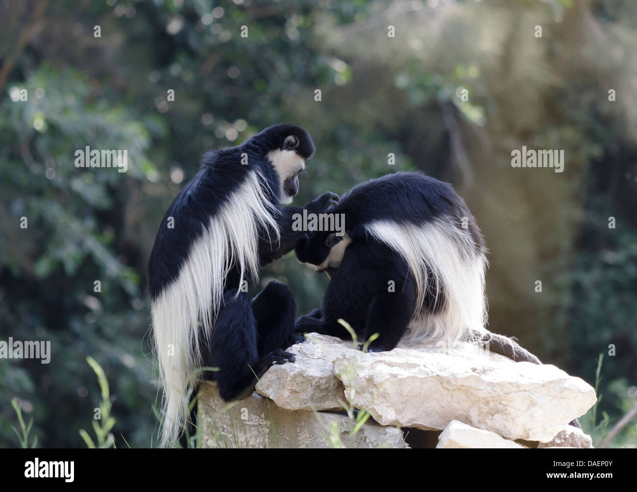 colobus monkeys playing on a rock Stock Photo - Alamy