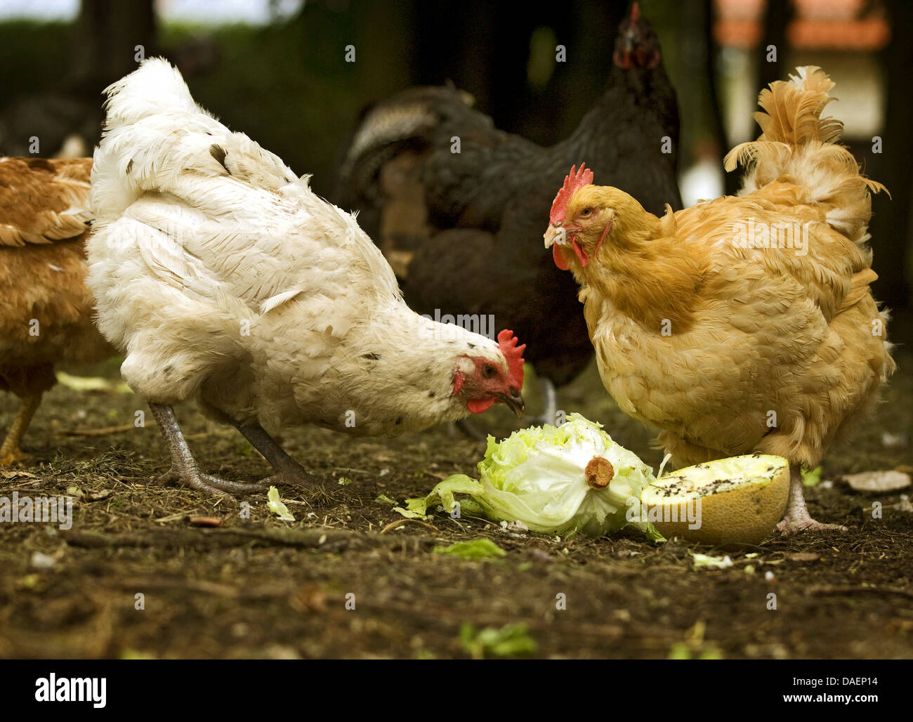 Chicken pecking hi-res stock photography and images - Alamy