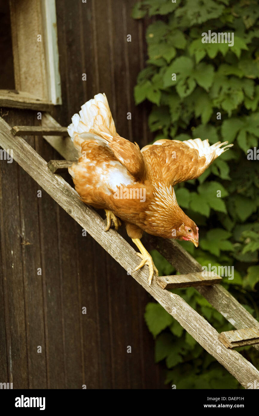 domestic fowl (Gallus gallus f. domestica), red-brown hen balancing ...