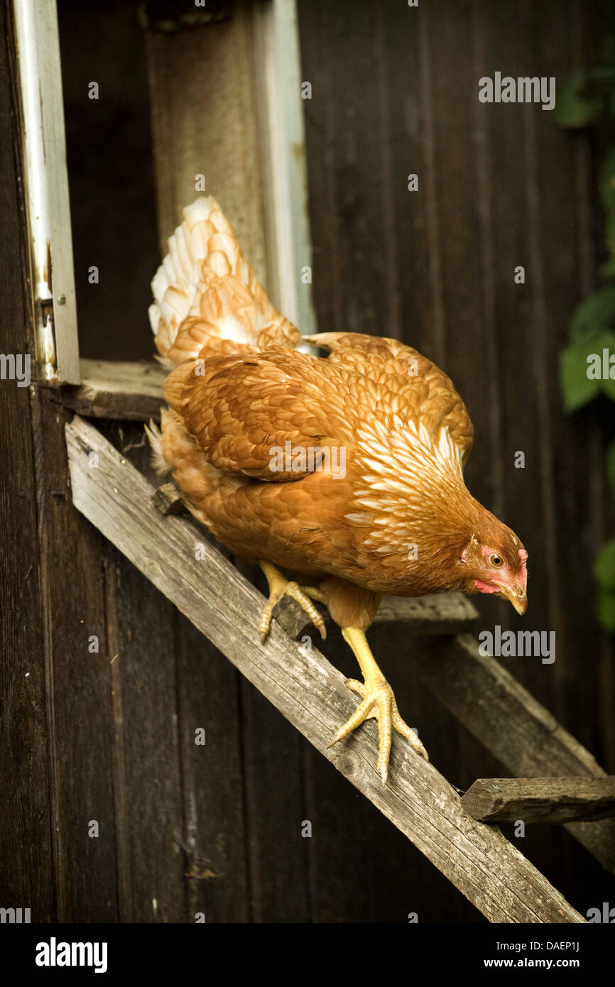 Chicken down ladder hi-res stock photography and images - Alamy