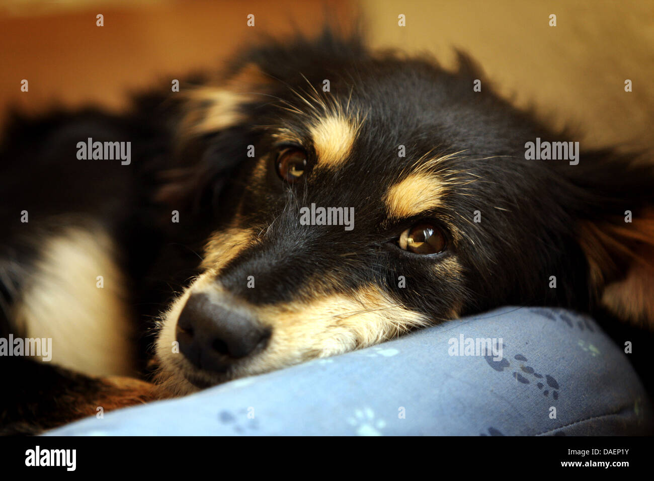 Tired mixed breed dog lying in a cosy dog basket hi-res stock ...