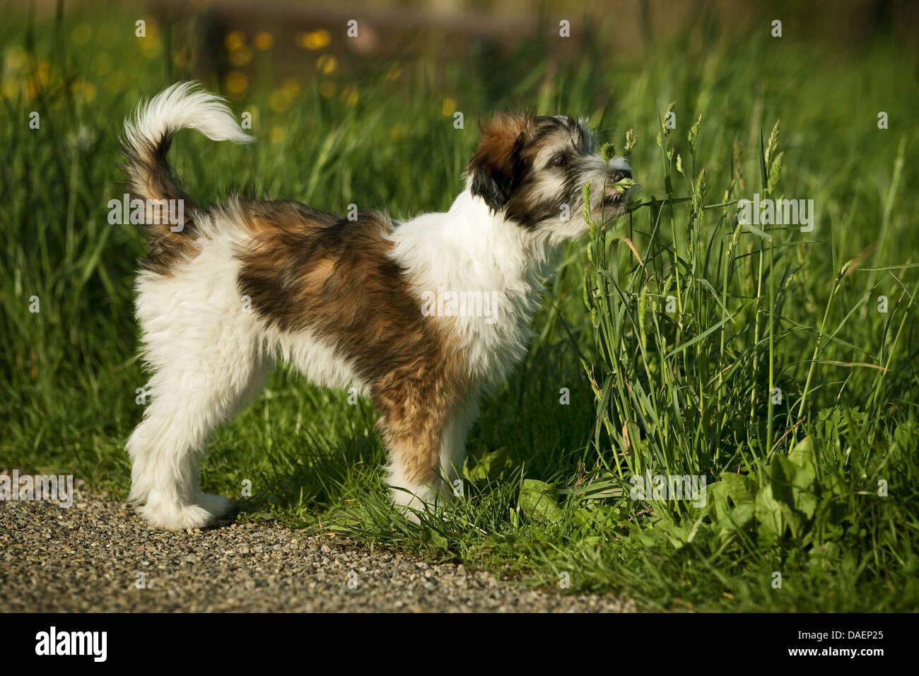 Spotted puppy hi-res stock photography and images - Alamy