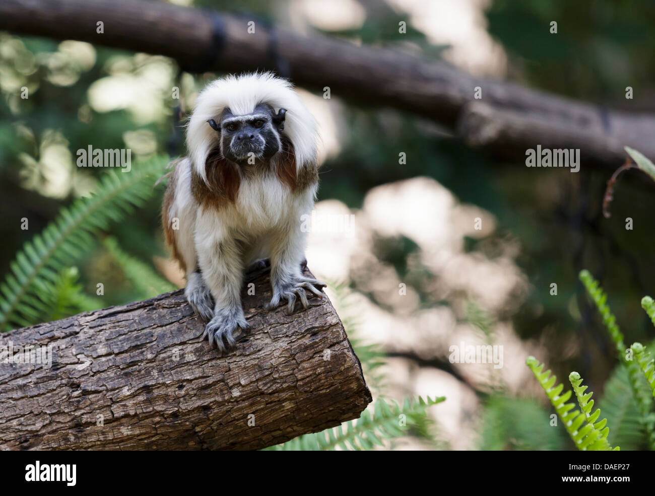 Monkey tamarind hi-res stock photography and images - Alamy