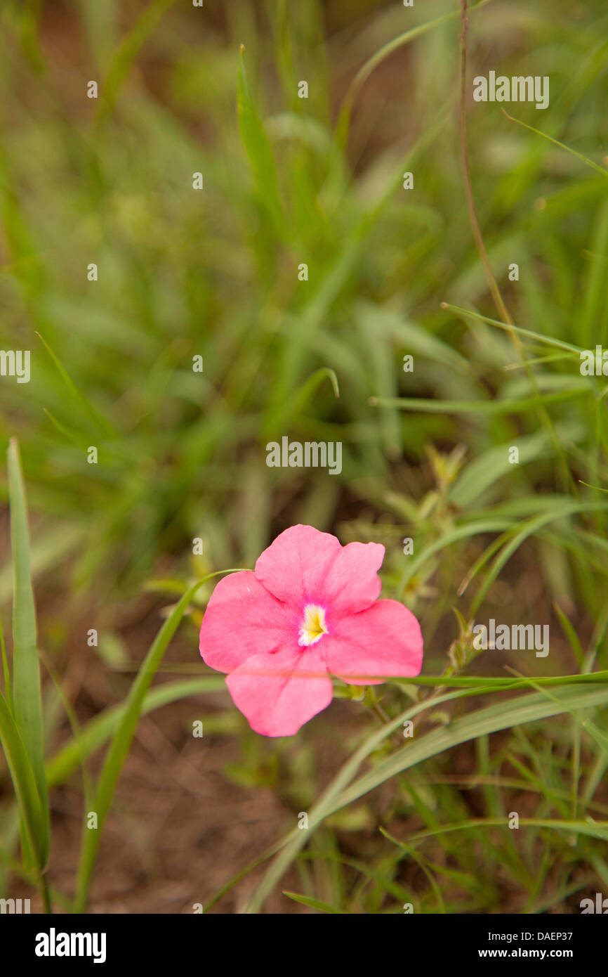 pink flower in a meadow in the rainy season, Rwanda, Eastern Province ...