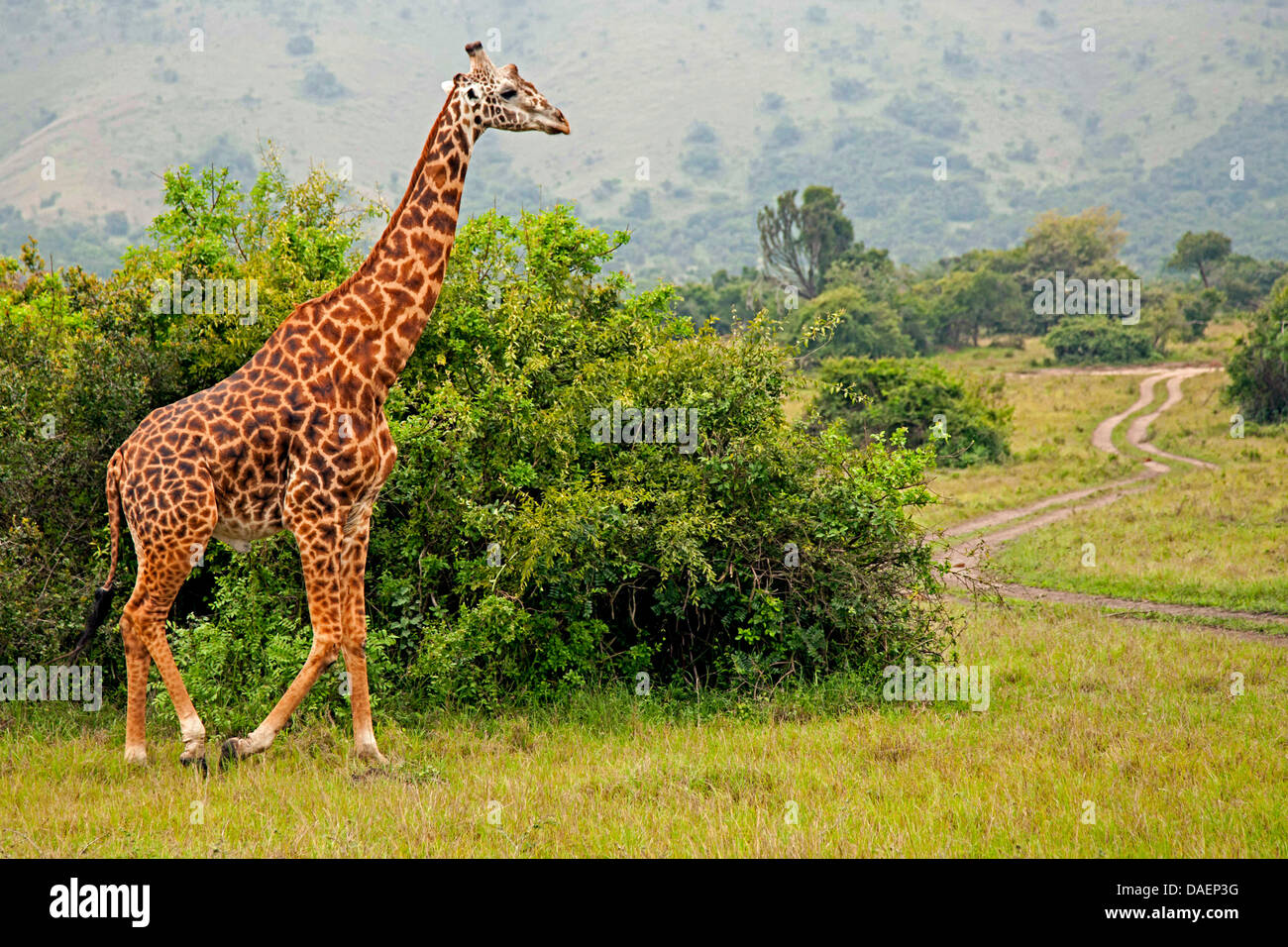 Masai giraffe (Giraffa camelopardalis tippelskirchi), walking in ...
