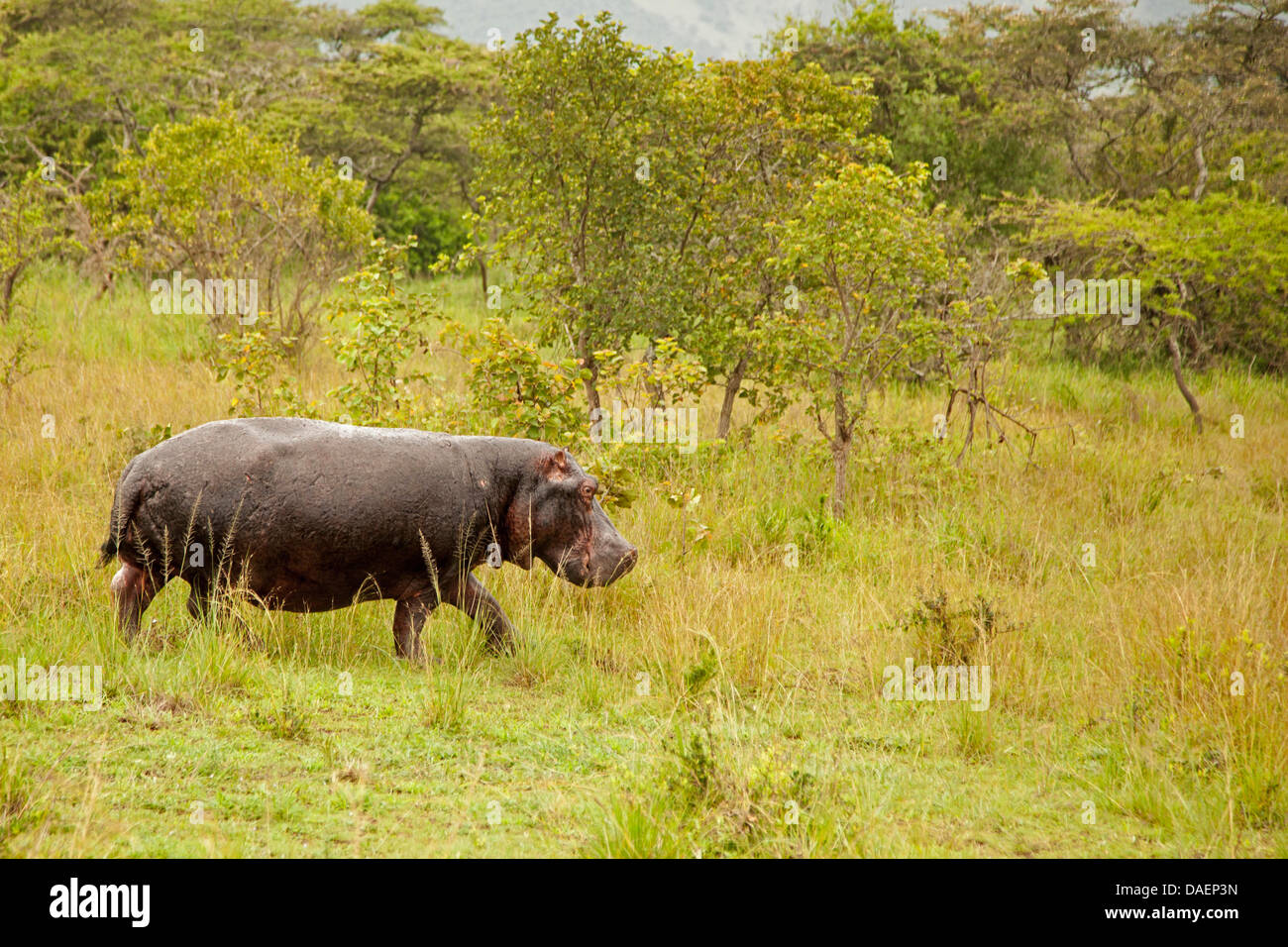 Walking hippo hi-res stock photography and images - Alamy