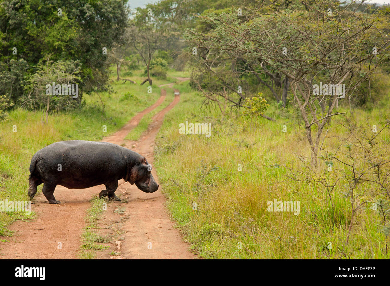 hippopotamus, hippo, Common hippopotamus (Hippopotamus amphibius ...