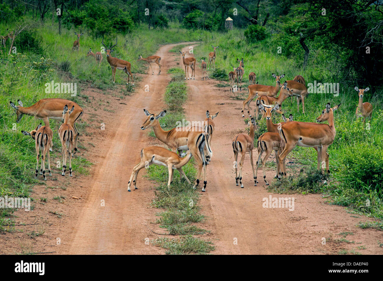 impala (Aepyceros melampus), herd impalas on an unfixed road during the ...