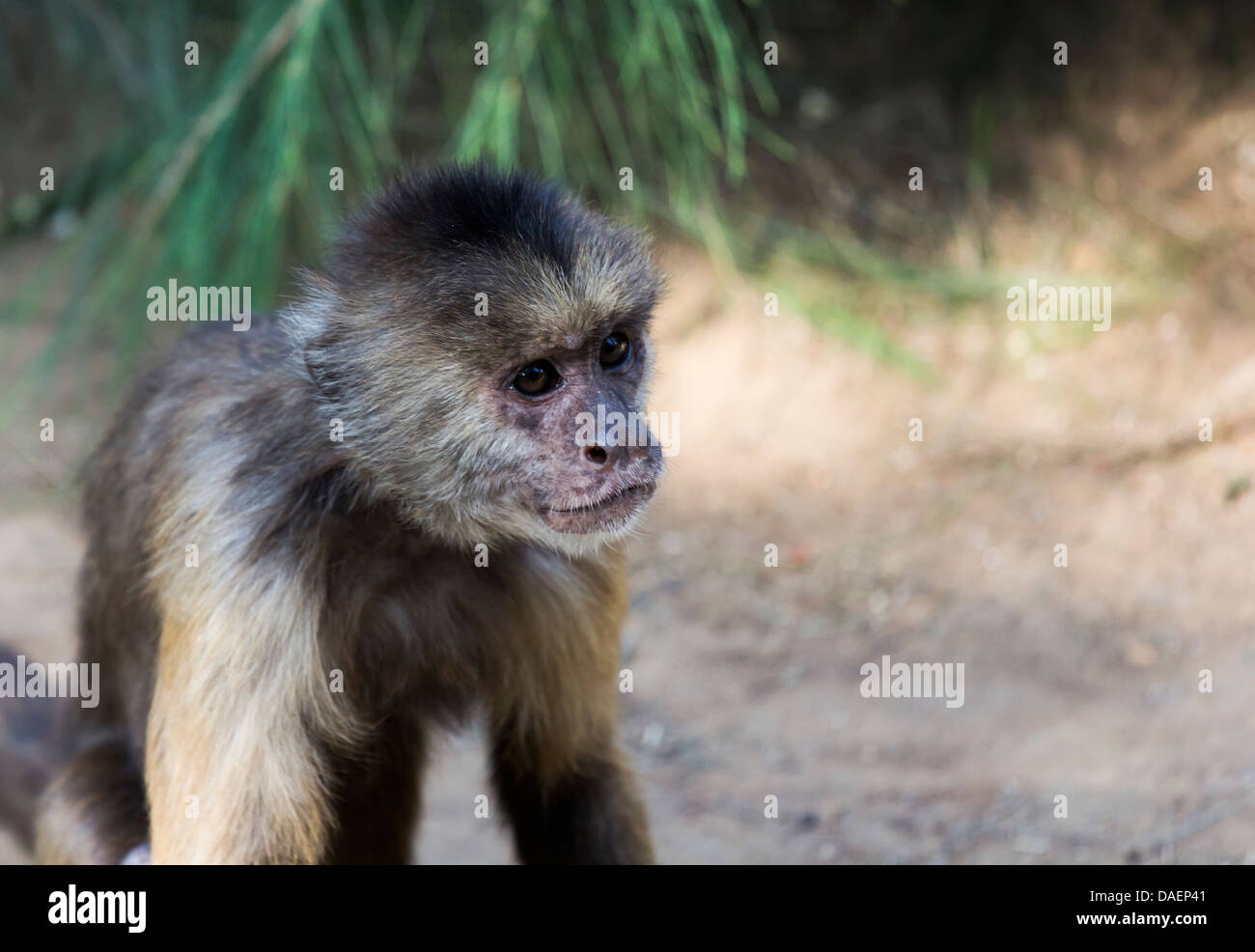 Baboon man hi-res stock photography and images - Alamy