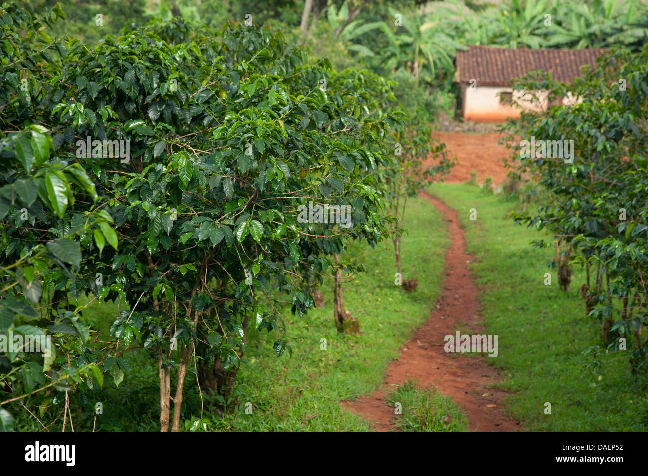 coffee plantation, Burundi, Muramvya Stock Photo - Alamy