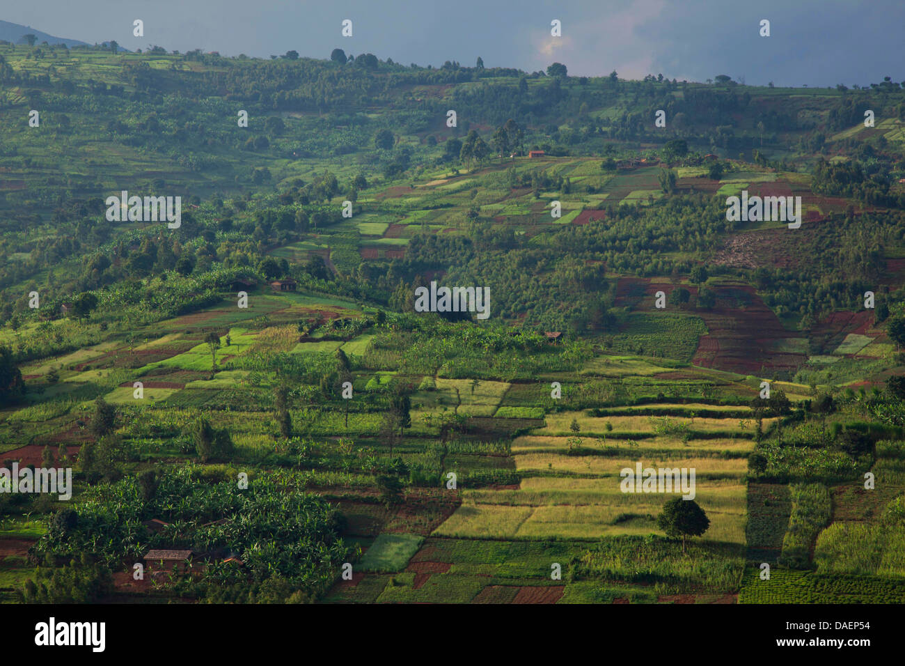 hilly field landscape in rainy season, Burundi, Muramvya Stock Photo ...