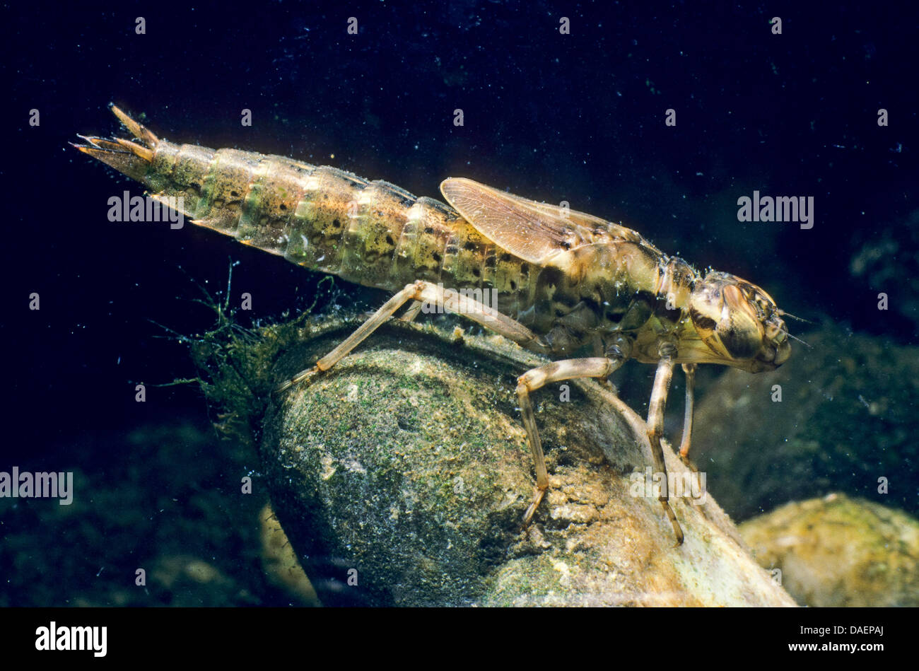 blue-green darner, southern aeshna, southern hawker (Aeshna cyanea ...