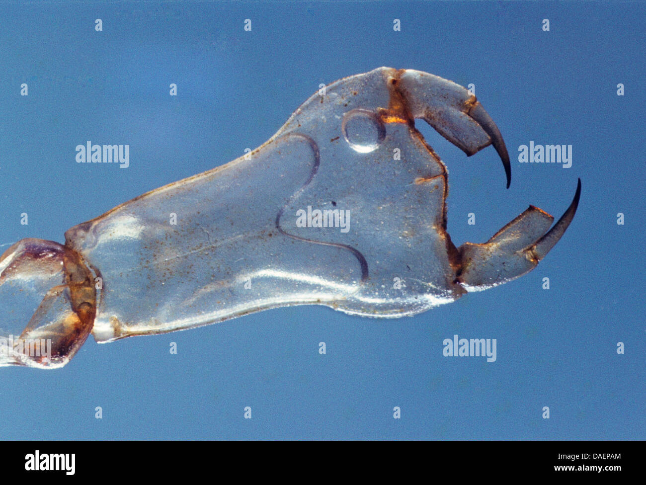 Dragonfly larvae food High Resolution Stock Photography and Images - Alamy