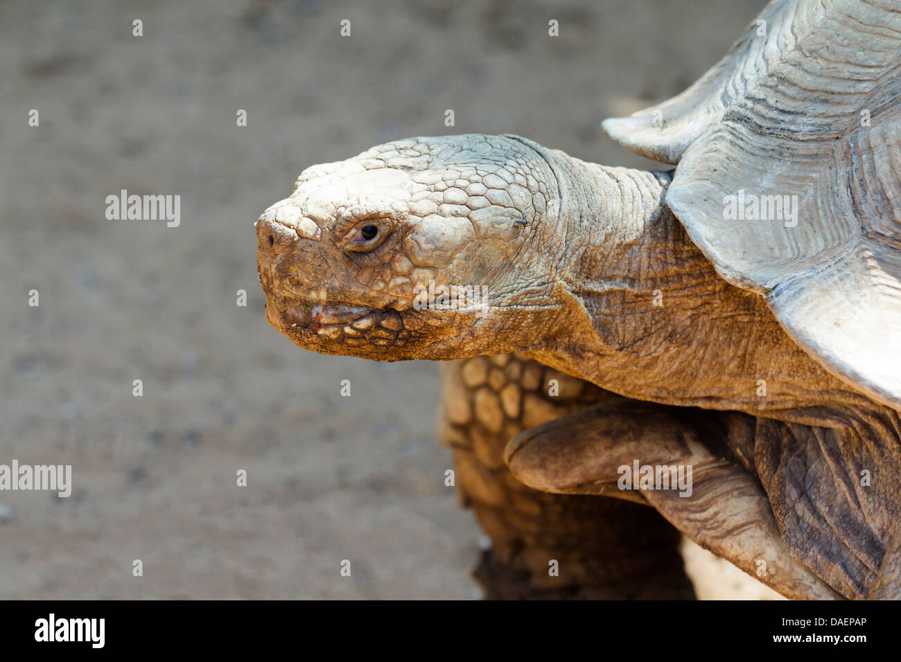 Turtle portrait hi-res stock photography and images - Alamy