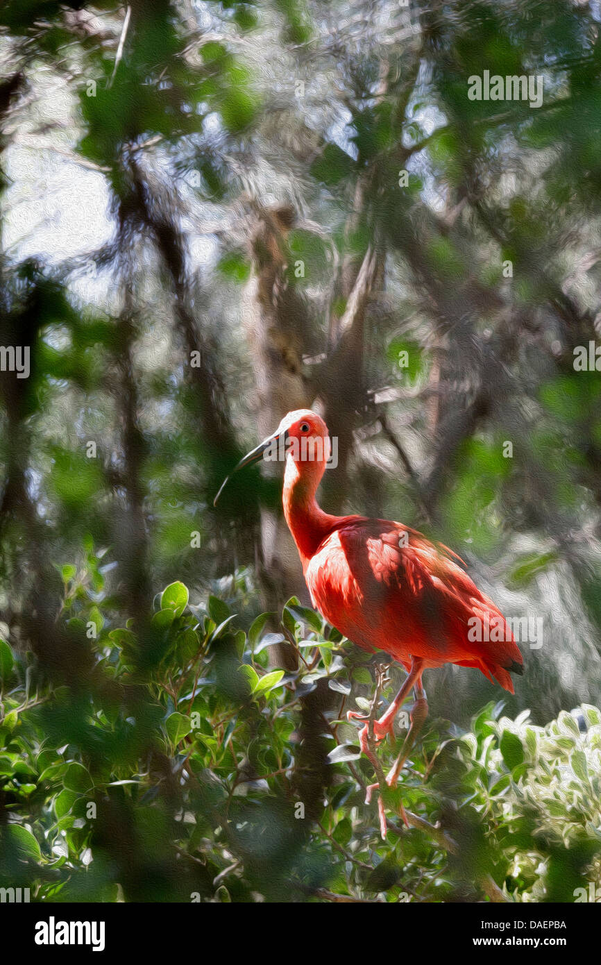 red bird on the marsh walk Stock Photo - Alamy