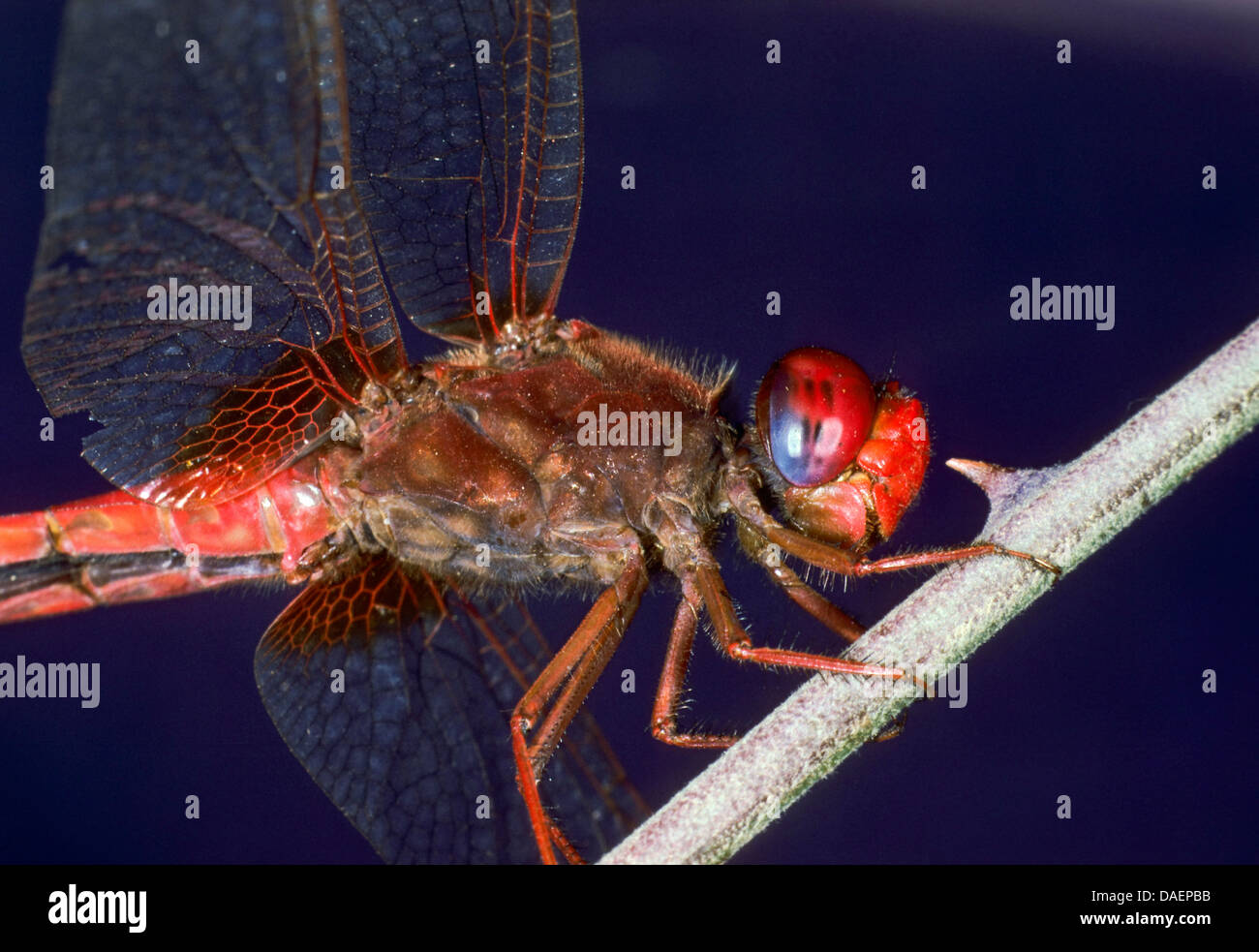 Broad Scarlet, Common Scarlet-darter, Scarlet Darter, Scarlet Dragonfly ...