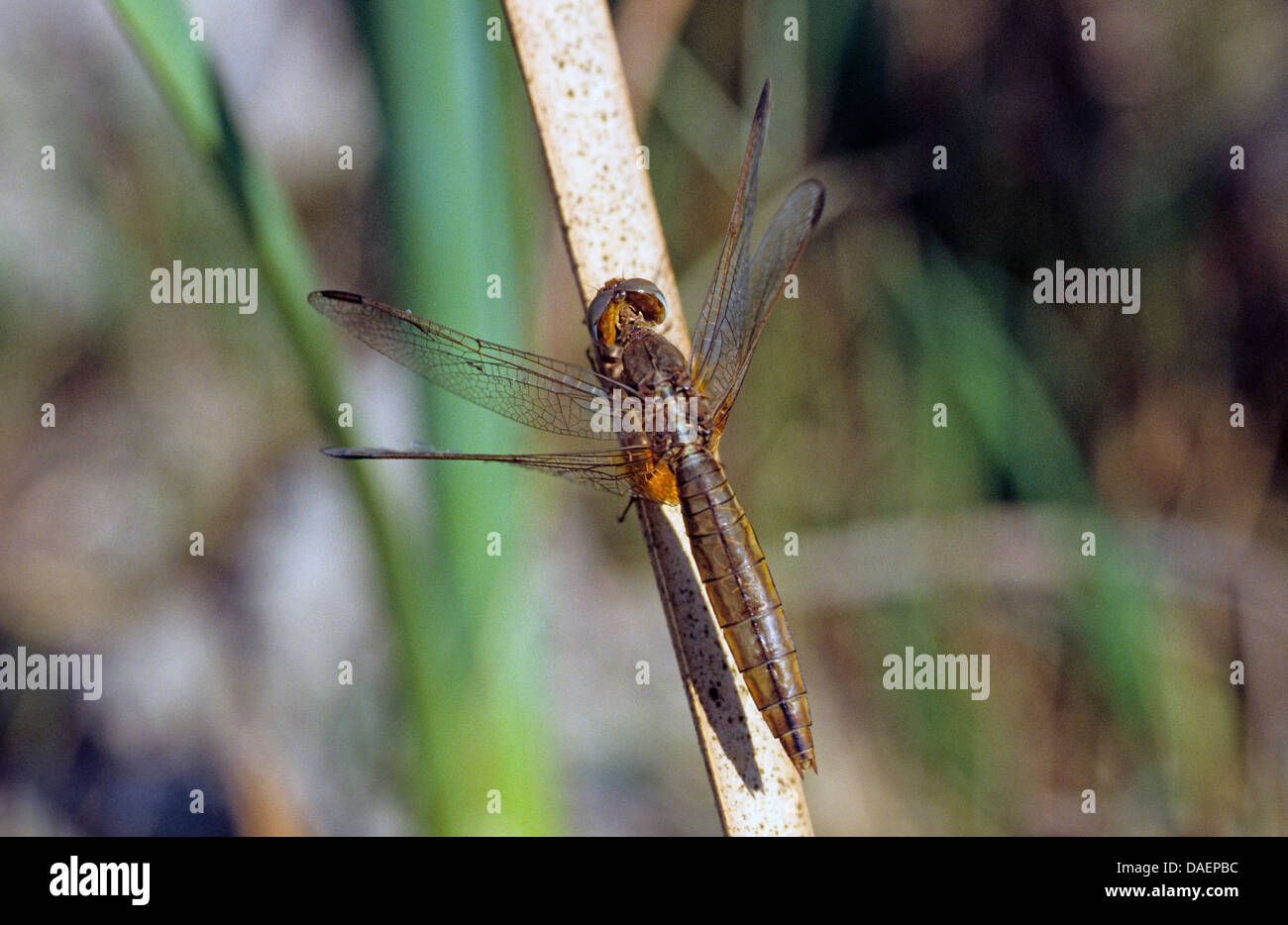 Scarlet darters hi-res stock photography and images - Alamy