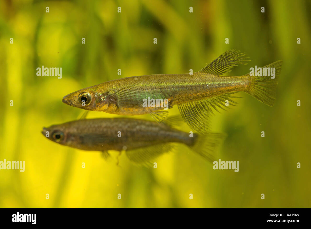 Adrianichthyidae hi-res stock photography and images - Alamy