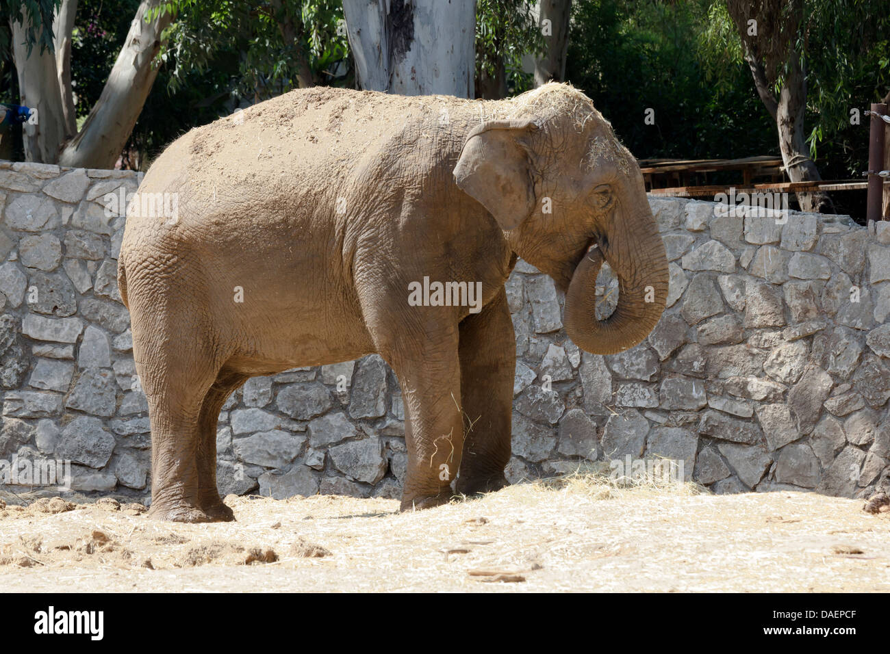 elephant at the dinner Stock Photo - Alamy