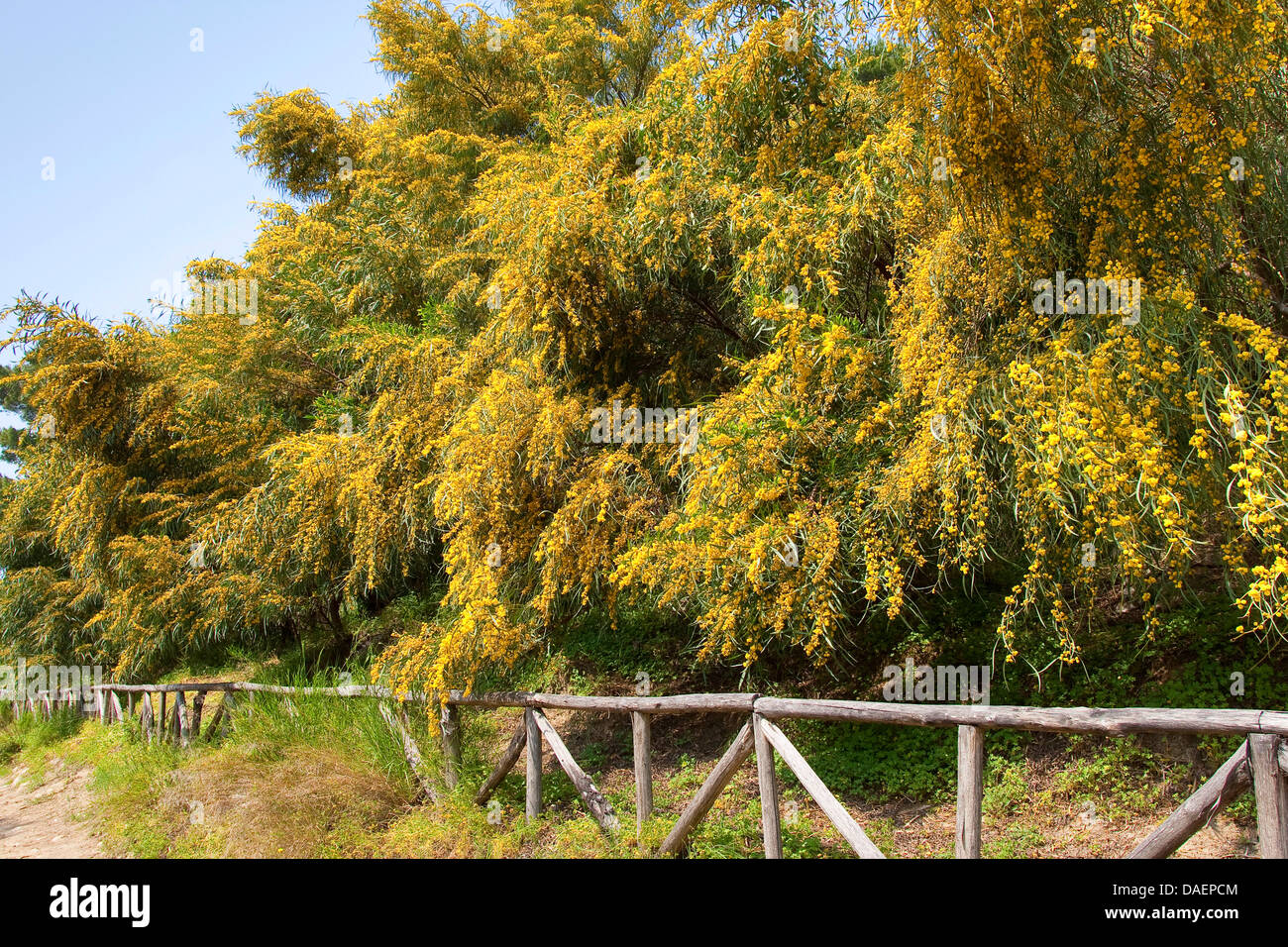 Coojong, Golden wreath wattle, Orange wattle, Blue-leafed wattle ...